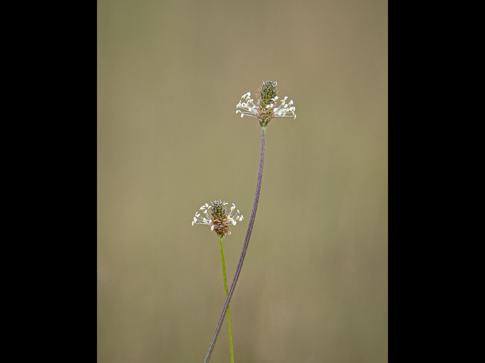 PLANTAIN by Carol Curd – Leighton Buzzard Photographic Club