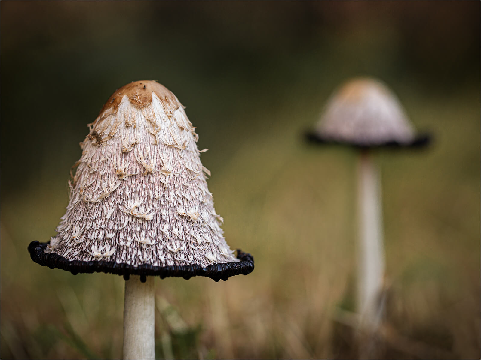 10-INK CAPS by Tricia Meers S1 – Leighton Buzzard Photographic Club