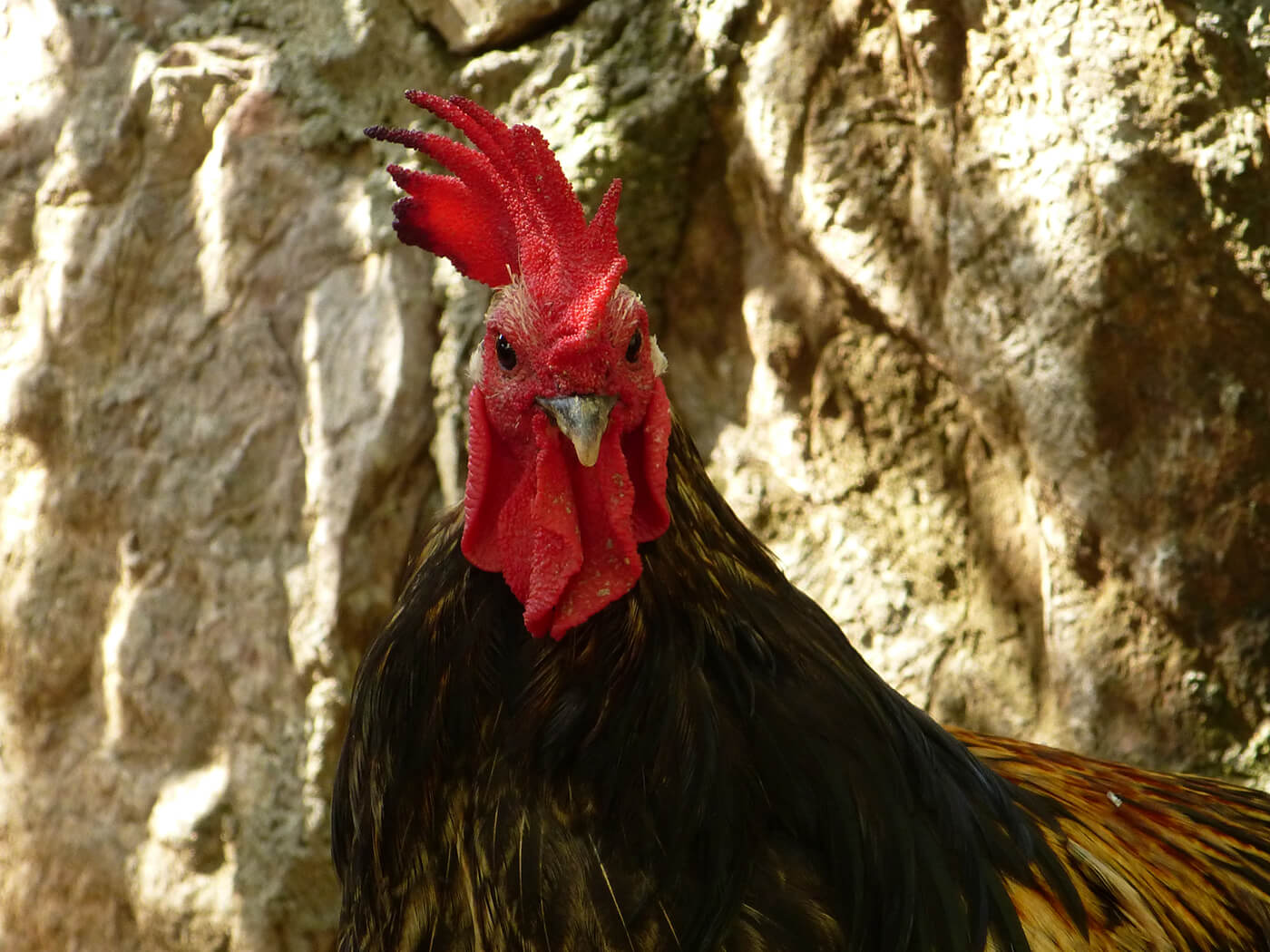COCKY by Martin Wood – Leighton Buzzard Photographic Club
