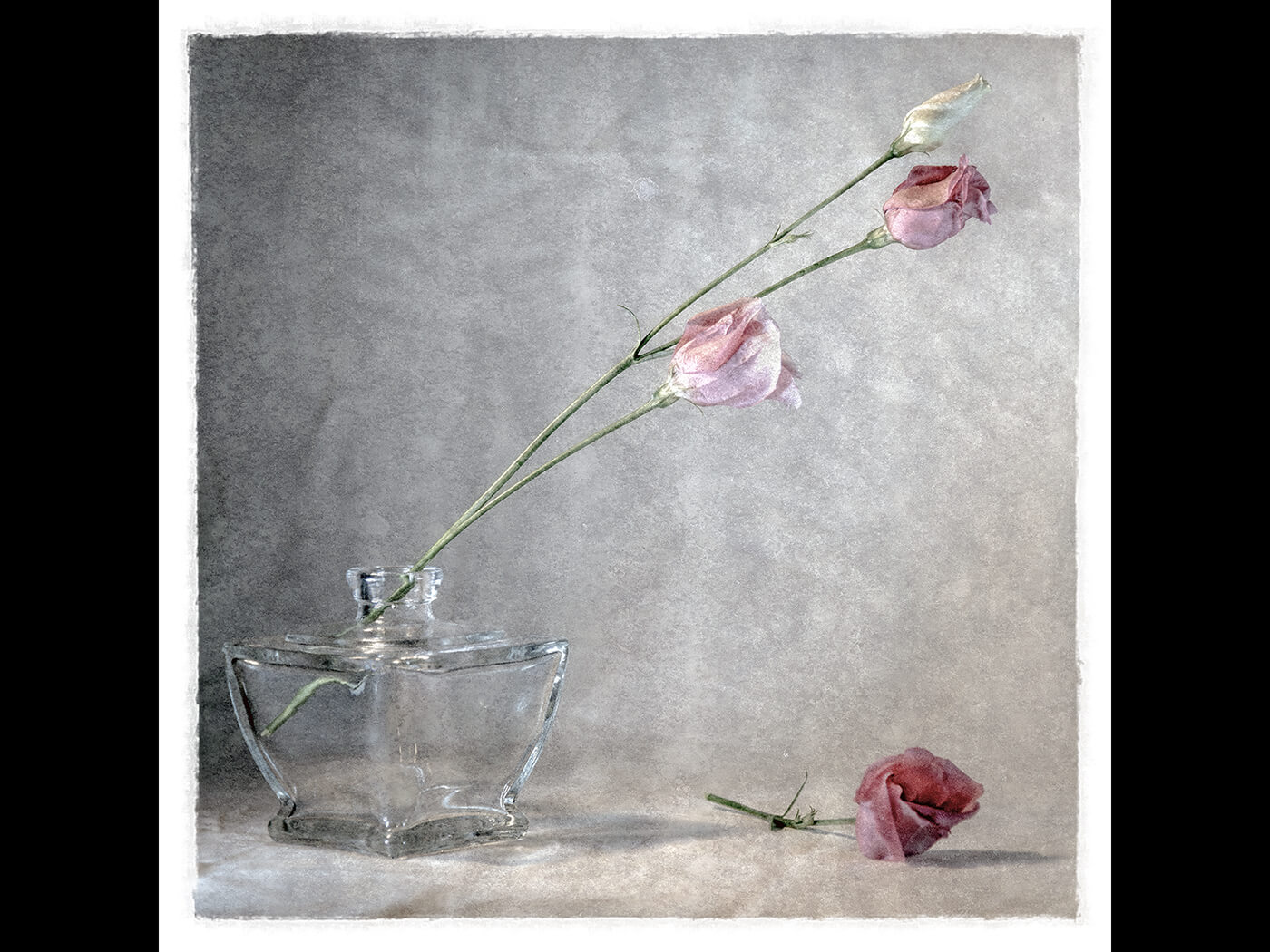 03 IN MEMORIUM by David Manning – Leighton Buzzard Photographic Club