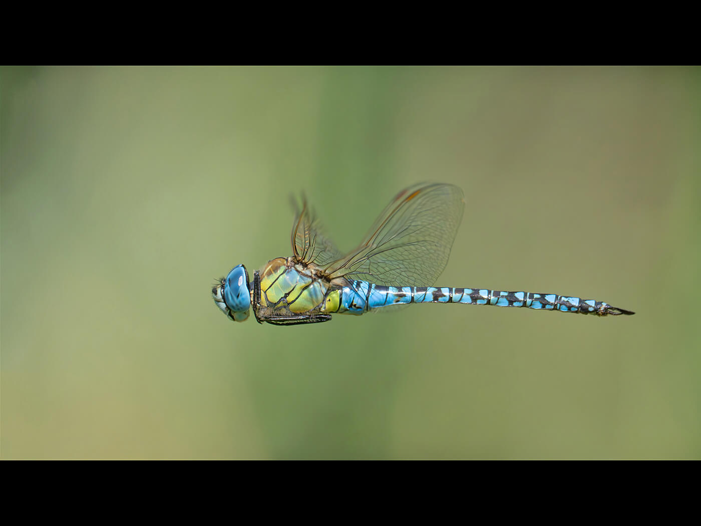 12 BLUE EYED HAWKER by John Curd – Leighton Buzzard Photographic Club