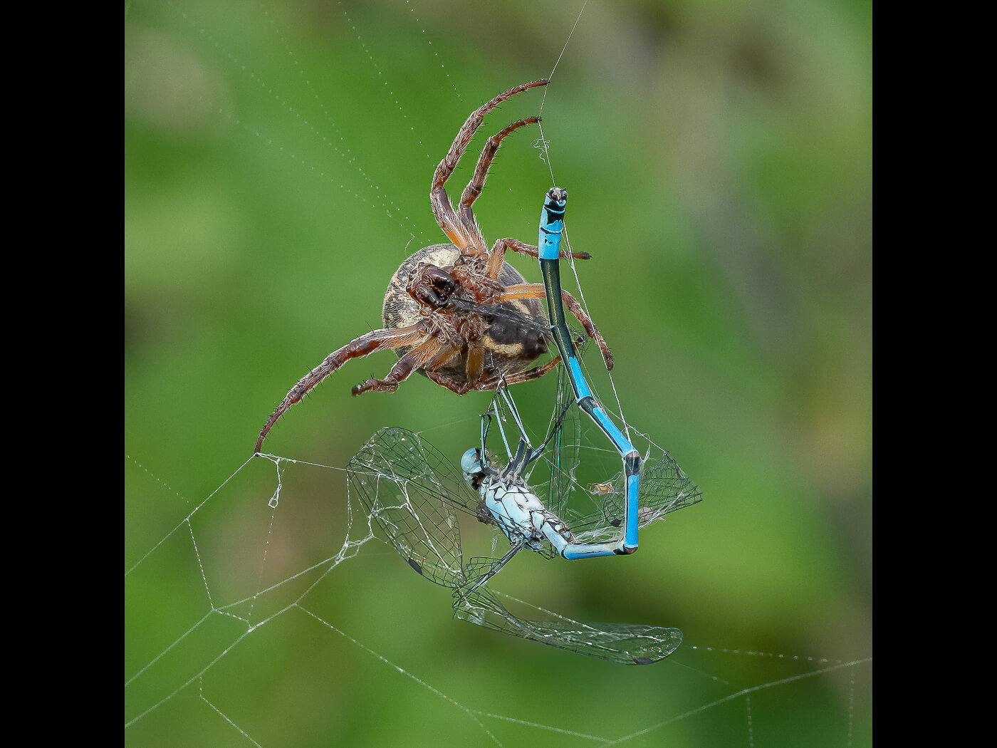 17 AN UNTIMELY END by John Curd – Leighton Buzzard Photographic Club