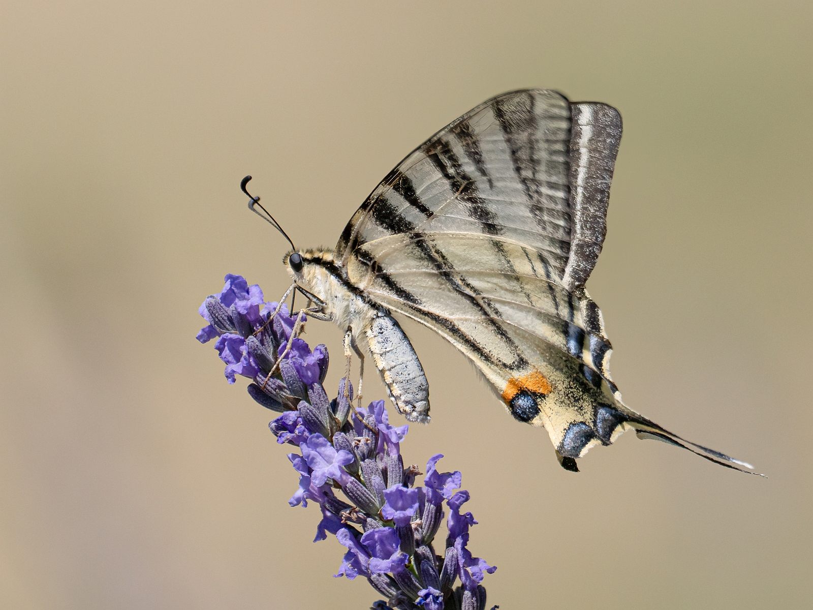07 LAVENDER AND SCARCE SWALLOWTAIL by John Curd – Leighton Buzzard ...